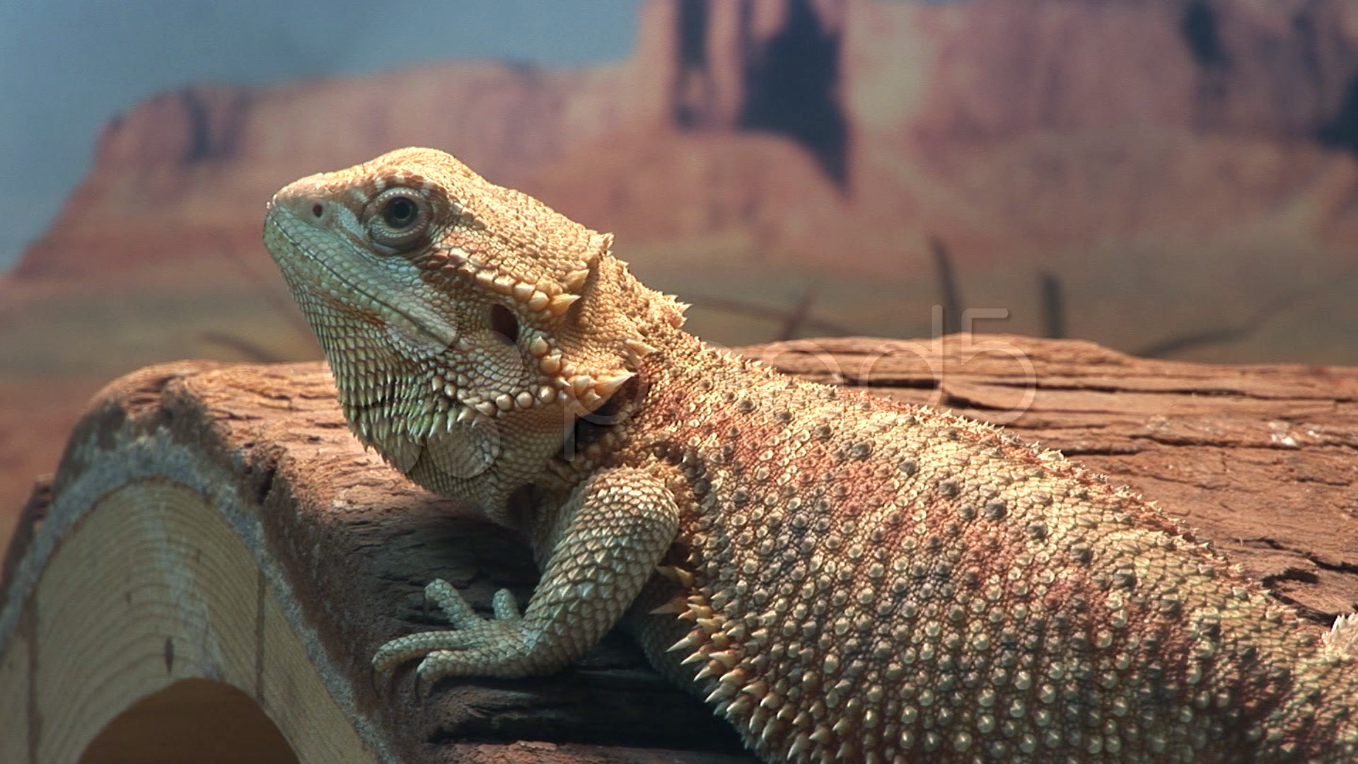 Stock Video: Beautiful Bearded Dragon ~ #97999 | Pond5