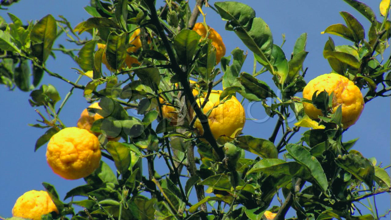 Wild Lemon Tree With Lemons Swaying In Breeze Stock Video 139965 | HD ...