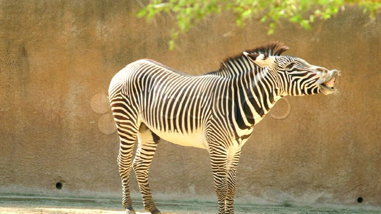 Zebra Mating