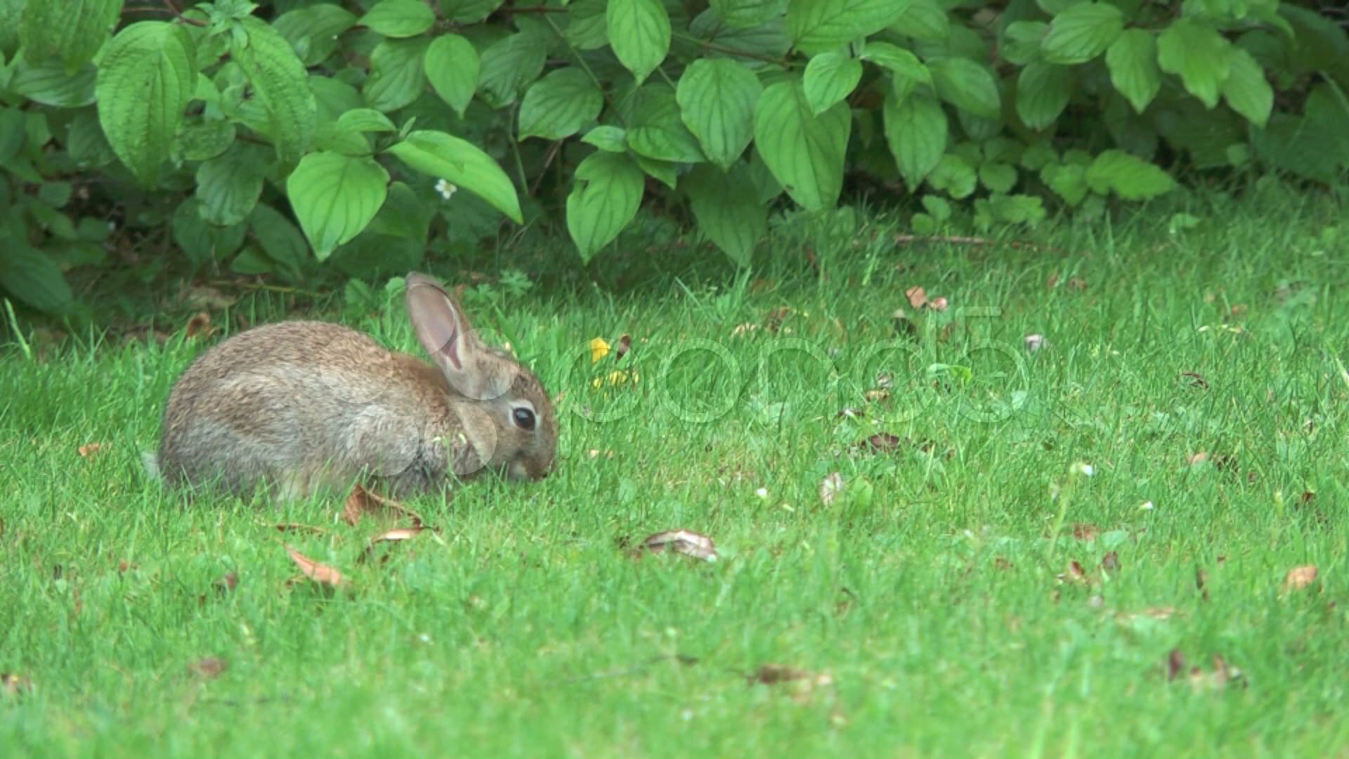 Do Baby Rabbits Eat Grass at Jane Mcgary blog