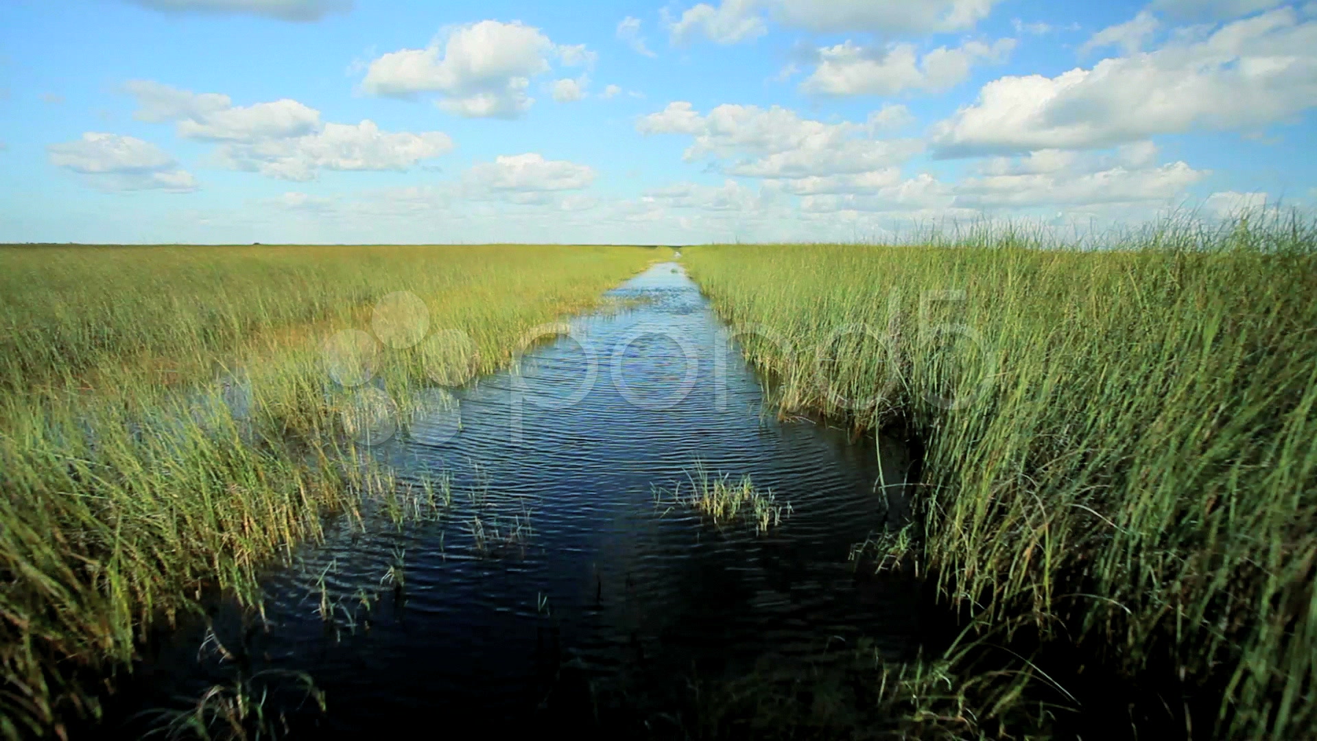 Florida Everglades Ecosystem ~ Video Clip #955867 | Pond5 Florida Everglades Ecosystem ~ Video Clip #955867 | Pond5