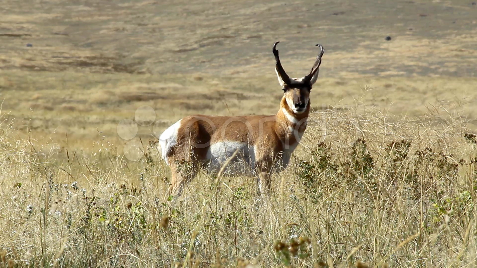 Pronghorn Antelope Photography Cannundrums: Pronghorn Antelope