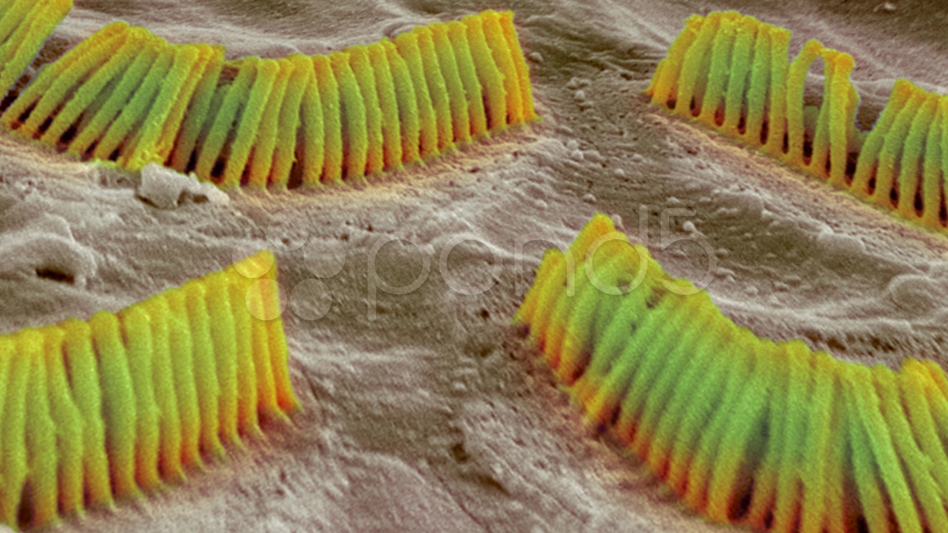 Inner Ear Hair Cells Sem ~ Stock Video 4990545 Pond5