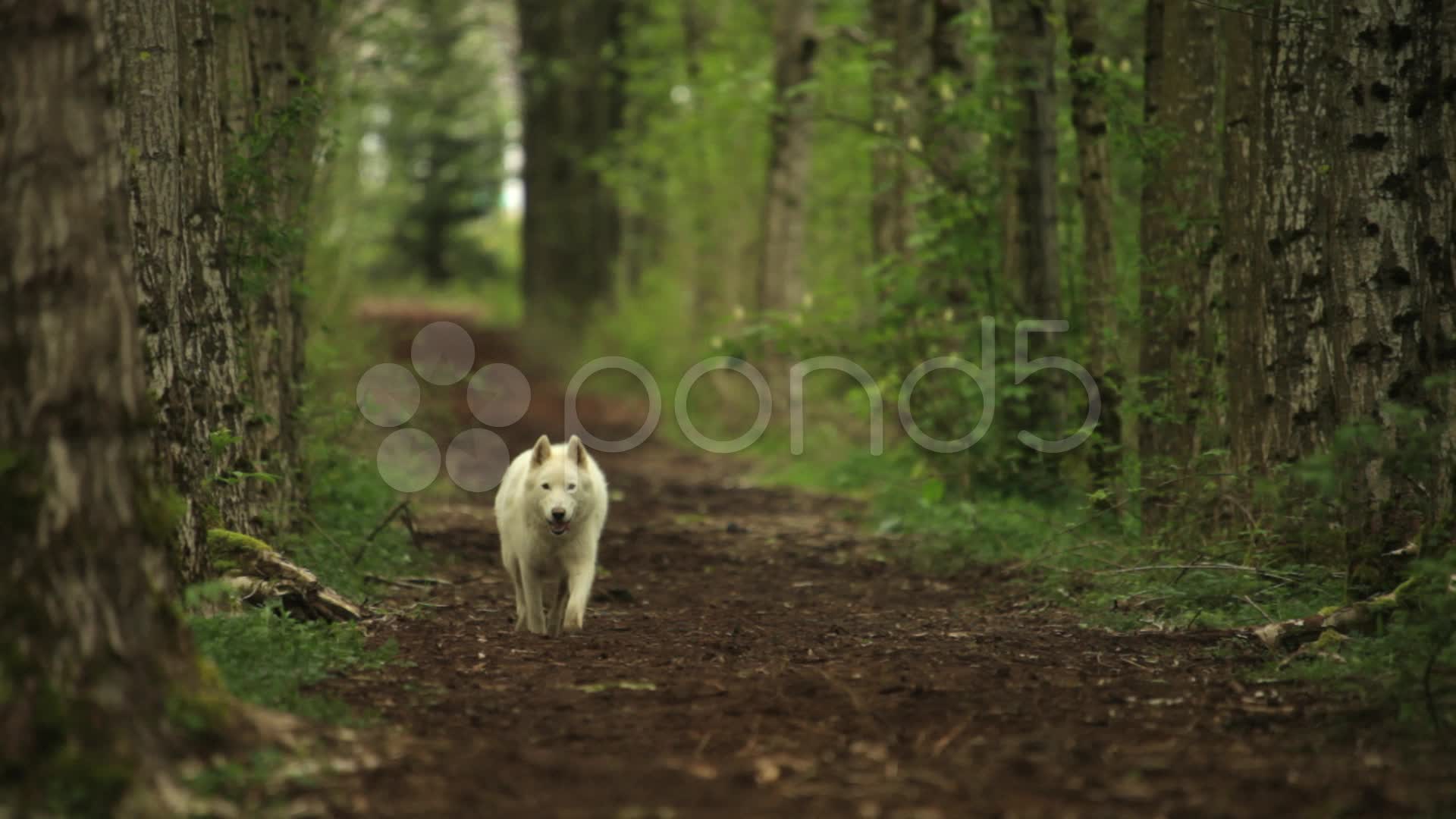 Video: White wolf running in a birch tree forest ~ #12447529