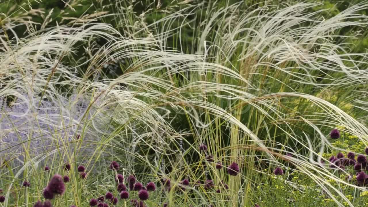 Feather Grass (Stipa Barbata) Stock Footage #14903273 | Feather grass ...