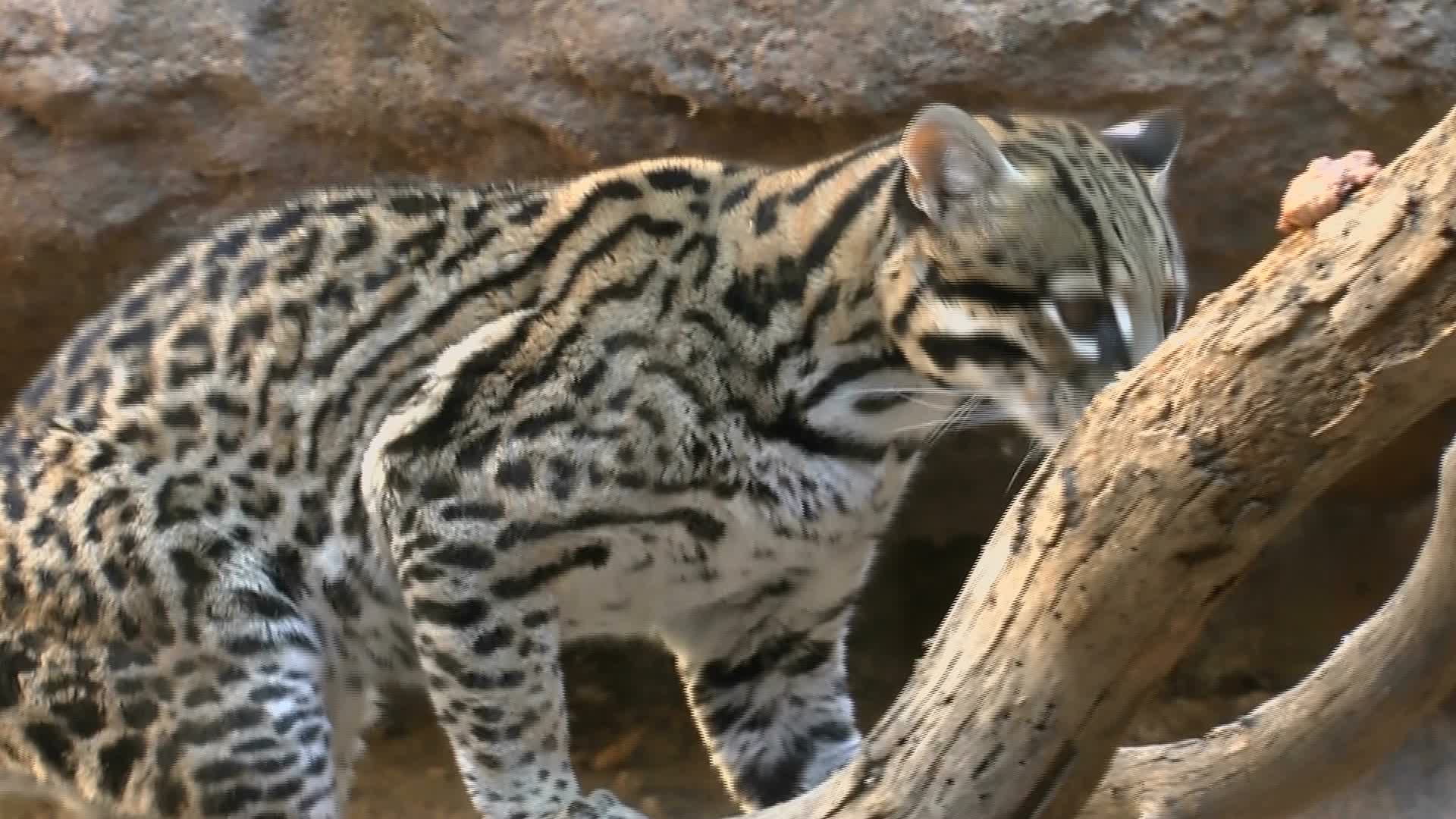 Ocelot Climbs Tree Stock Video 16945277 | HD Stock Footage