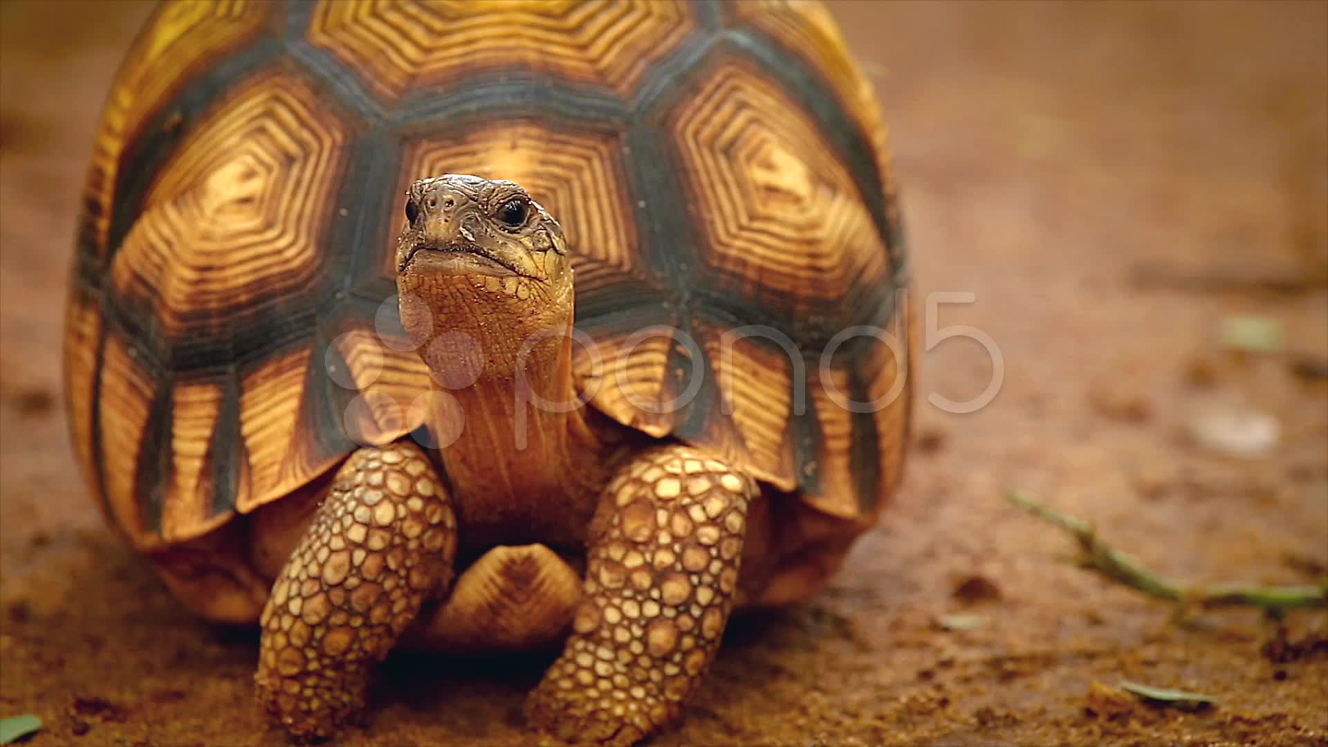 Angonoka Or Ploughshare Tortoise (Astrochelys Yniphora) In Madagascar ...