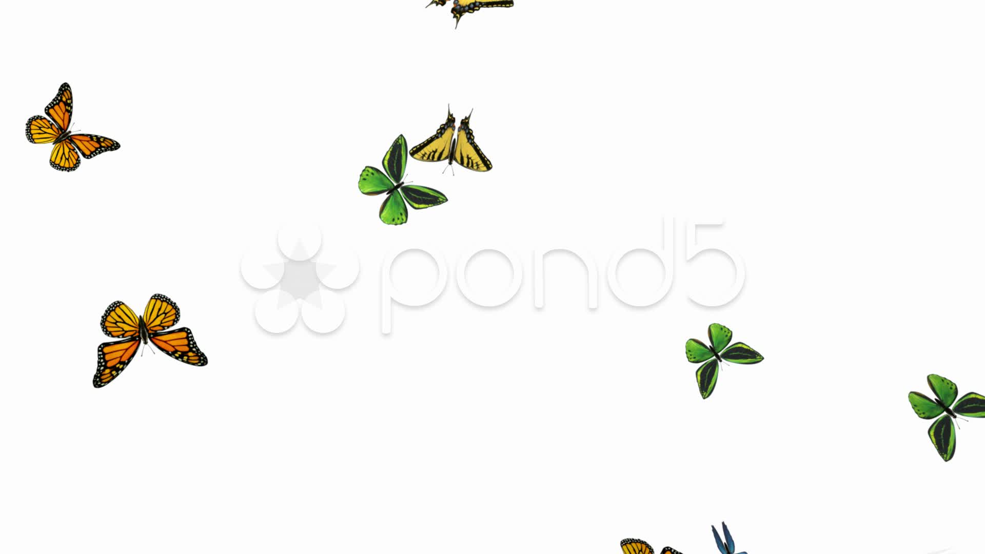 Mariposas volando en movimiento - Imagui