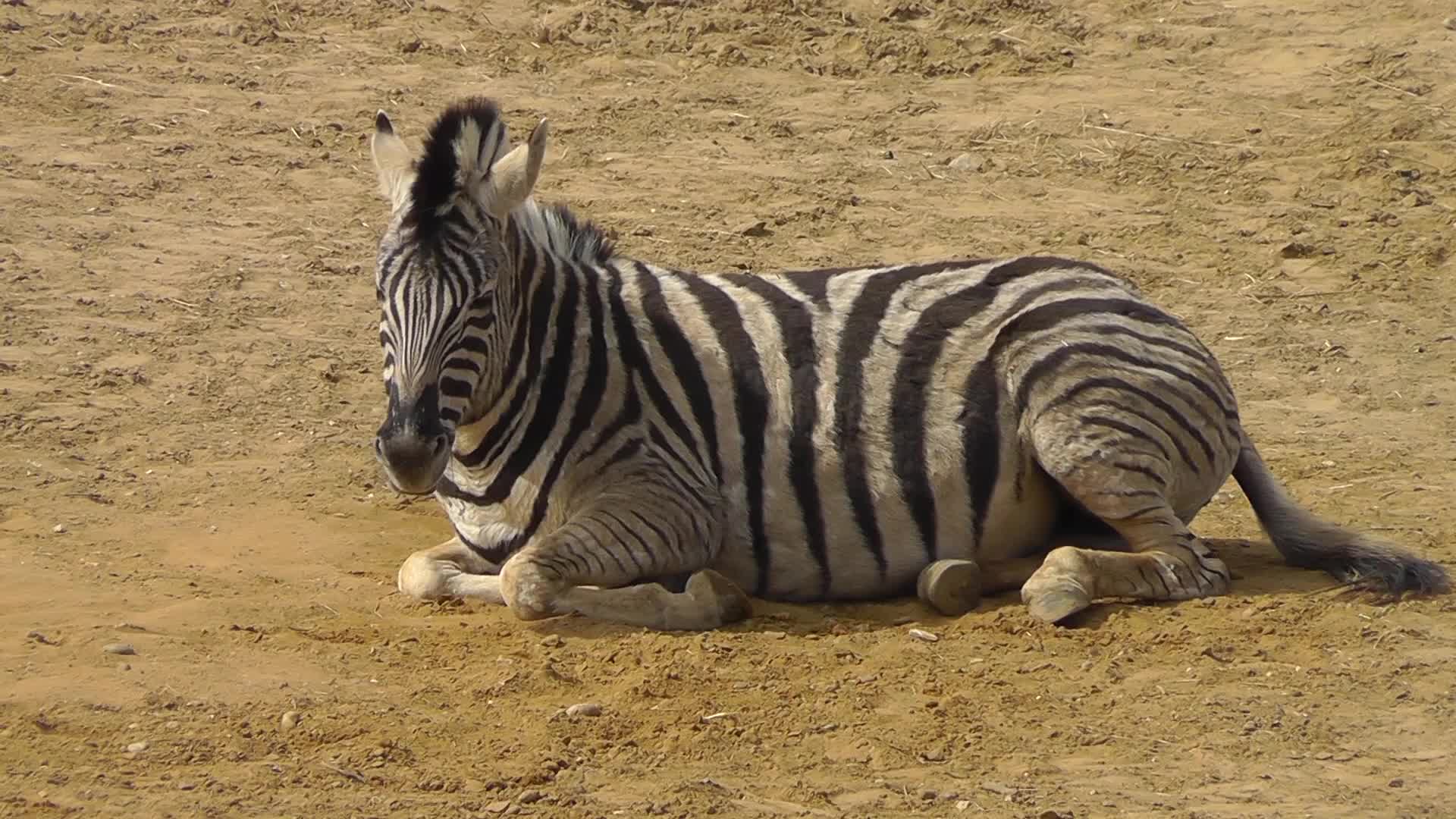 Zebra Sitting Down Stock Video 22516623 | HD Stock Footage